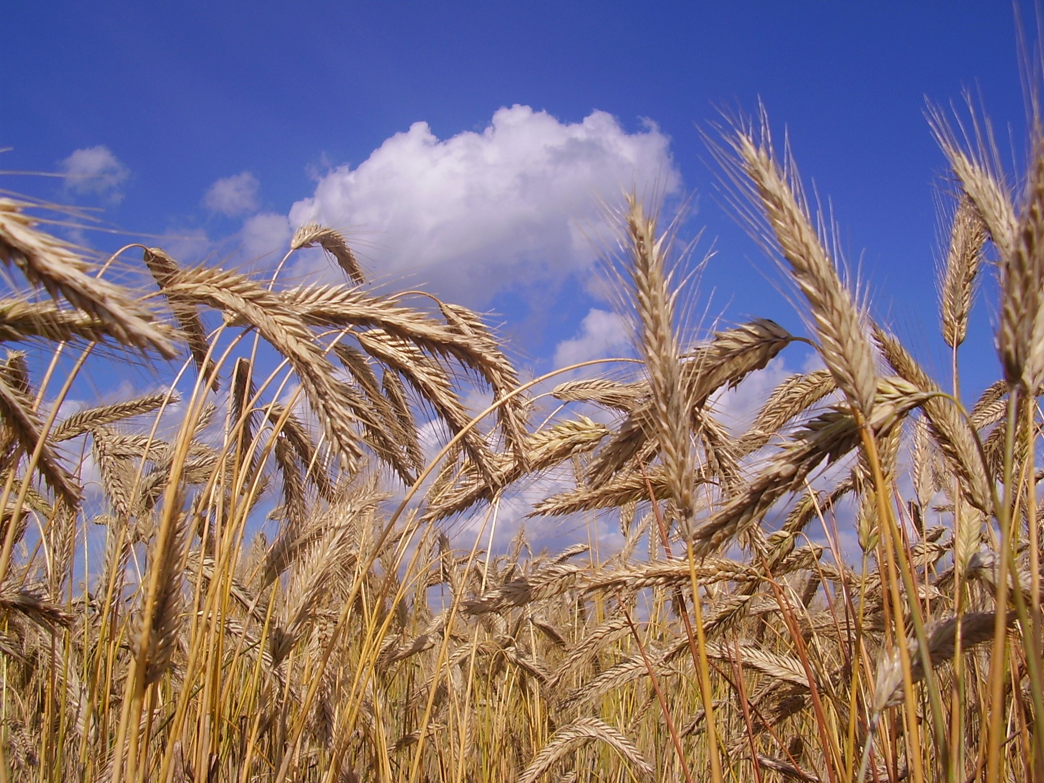 Rukkileib laual toob tervist ja turvalisust – Maablogi
